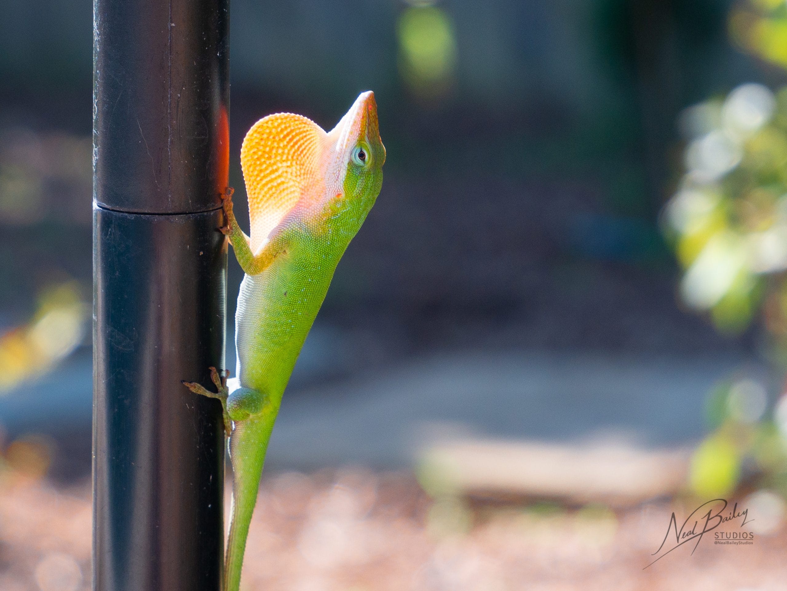 Photography - Neal Bailey Studios