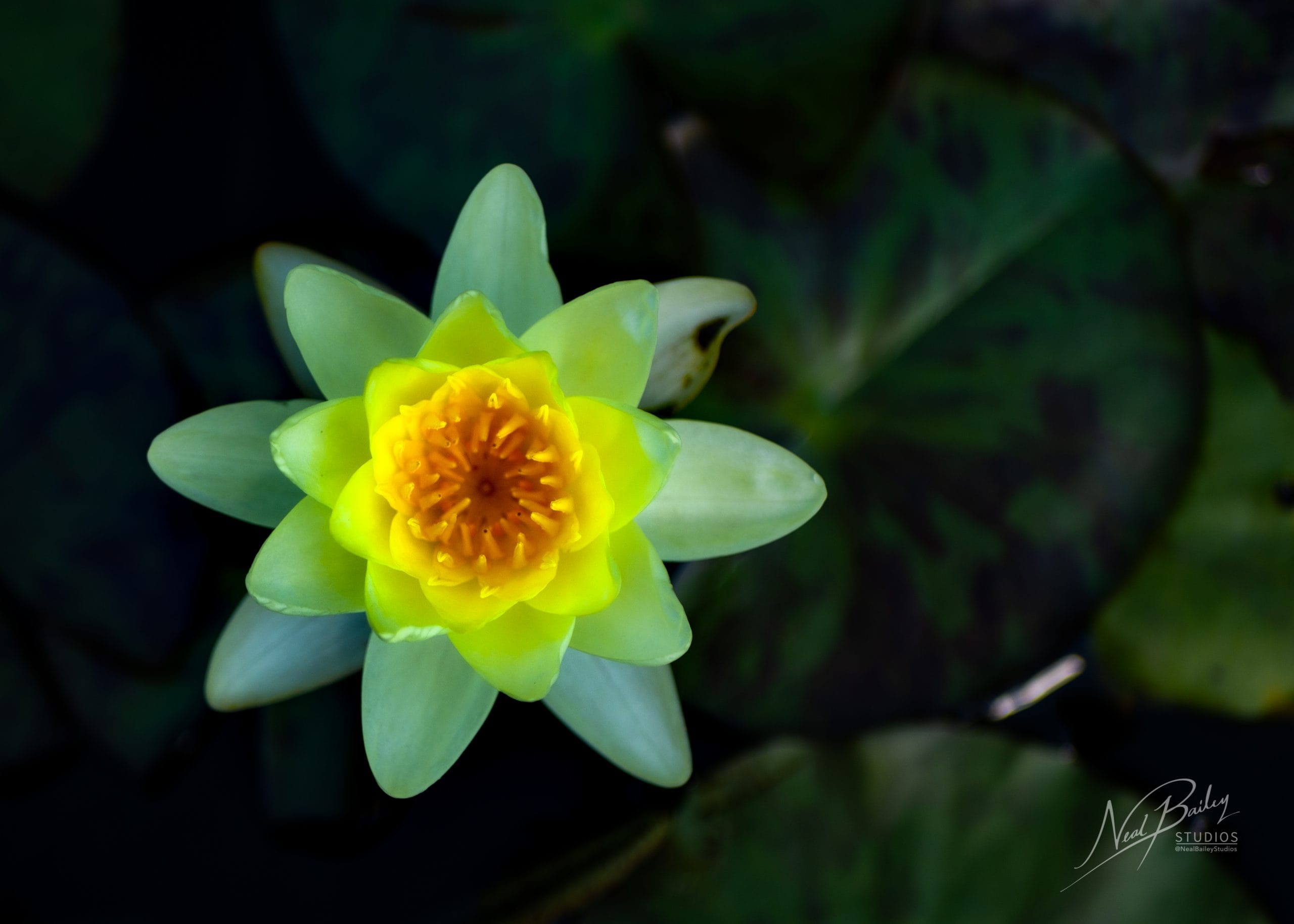 Photography - Neal Bailey Studios